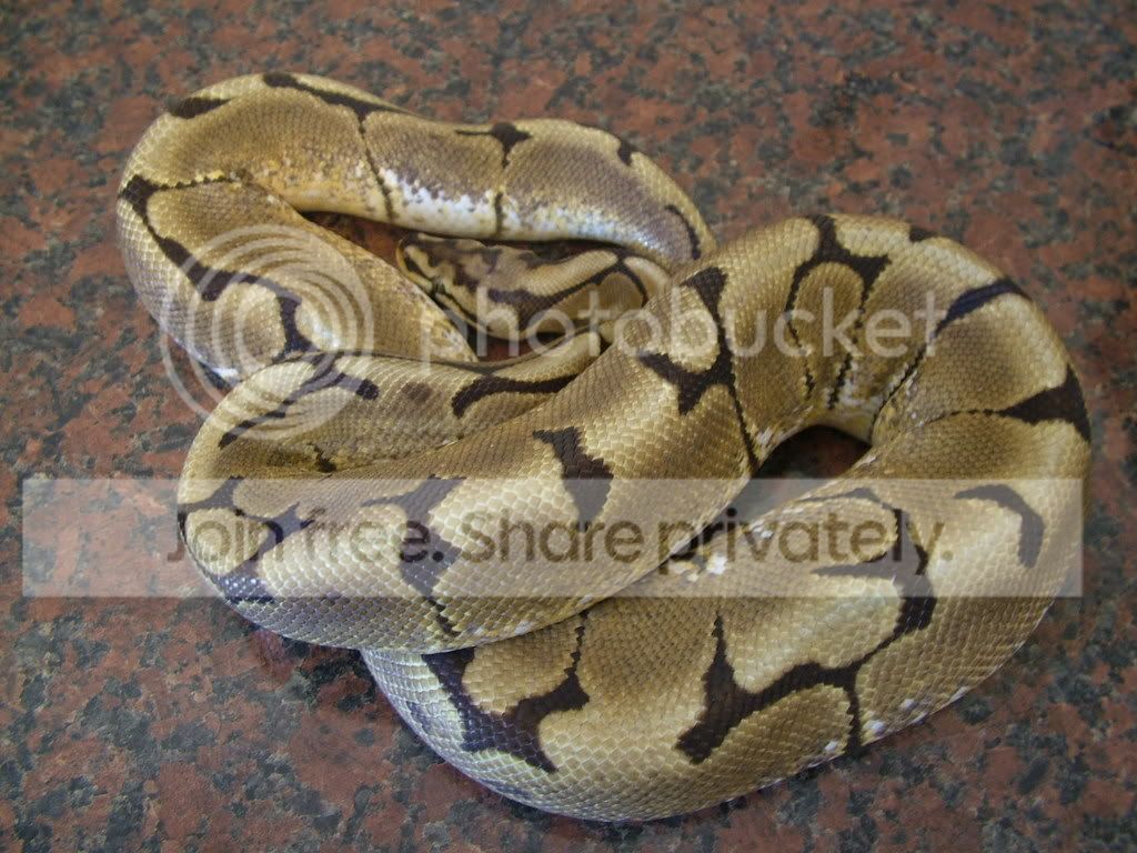 Spider Royal...Price? | Reptile Forums