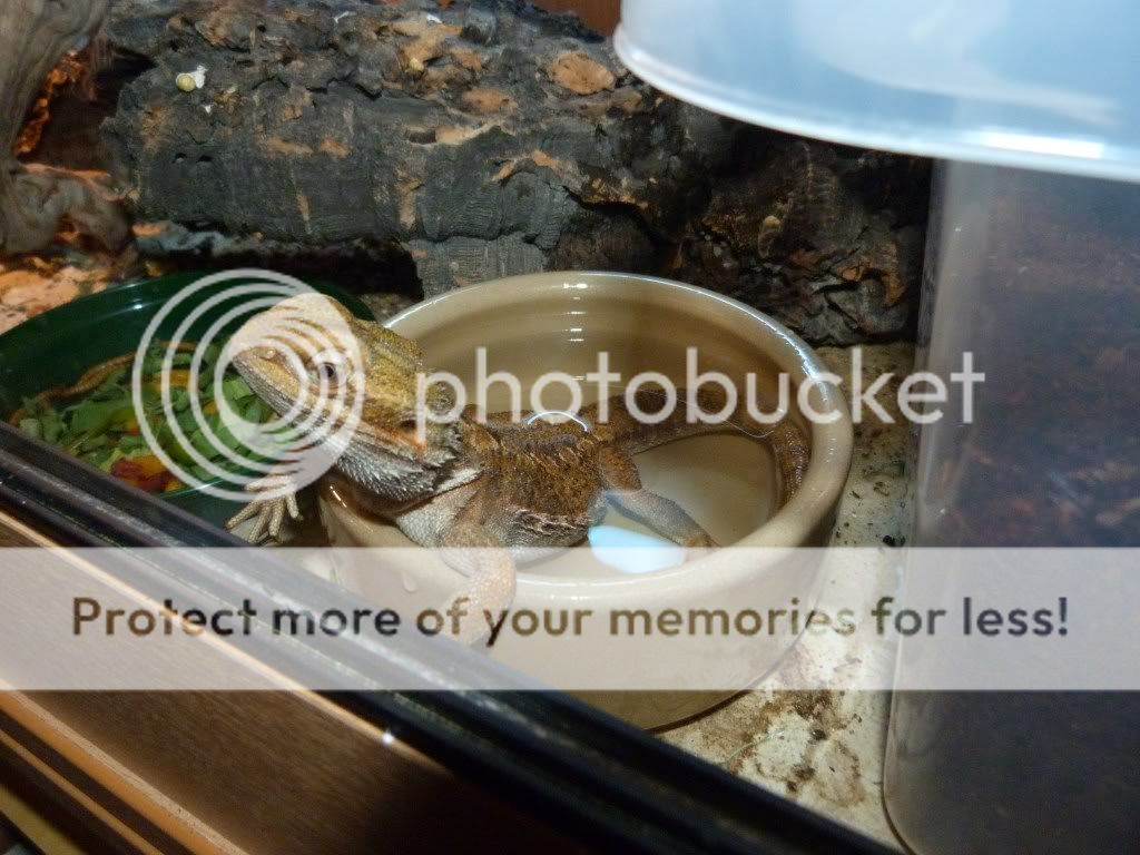 Wales - dwarf bearded dragons for sale (lawson's / rankin's bearded ...