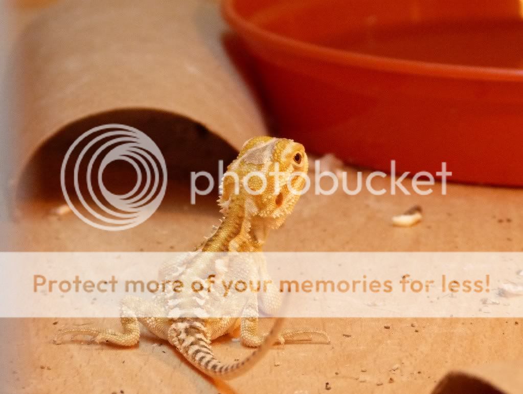 Wales - dwarf bearded dragons for sale (lawson's / rankin's bearded ...