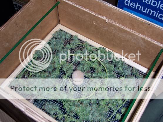 bud drying box | Grasscity.Forum|The World’s Largest Cannabis & Weed ...