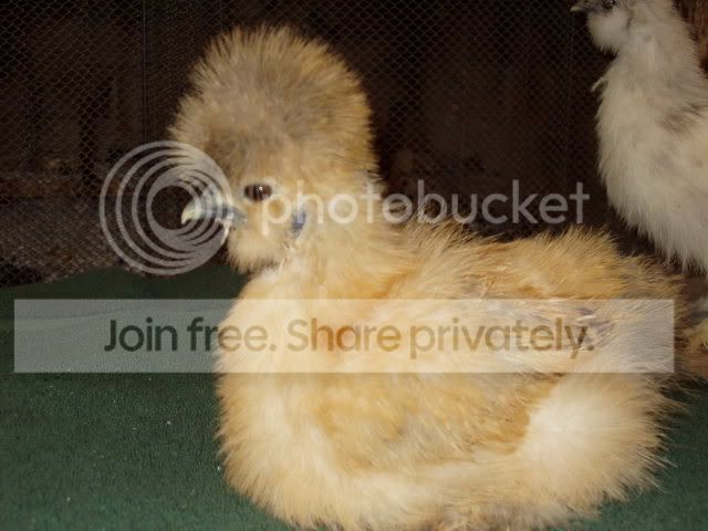 BABY SILKIE CHICK CONTEST WINNERS PICTURES. | BackYard Chickens - Learn ...