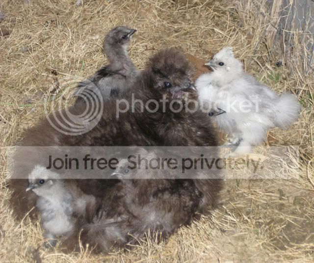 BABY SILKIE CHICK CONTEST WINNERS PICTURES. | BackYard Chickens - Learn ...