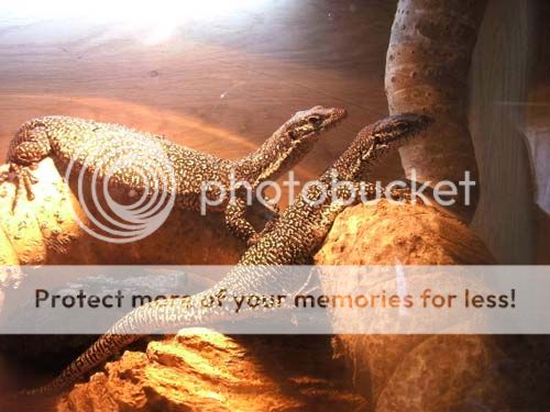 NW England - Breeding pair Timor Monitors | Reptile Forums
