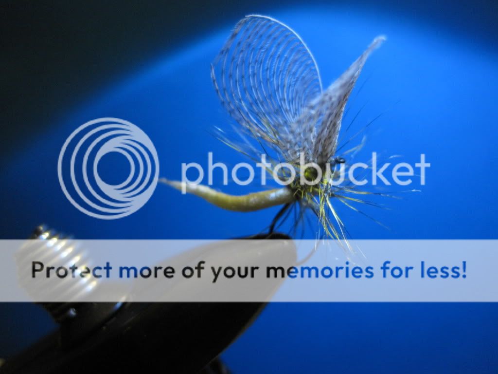 Mayfly bodies | Fly Fishing Forum