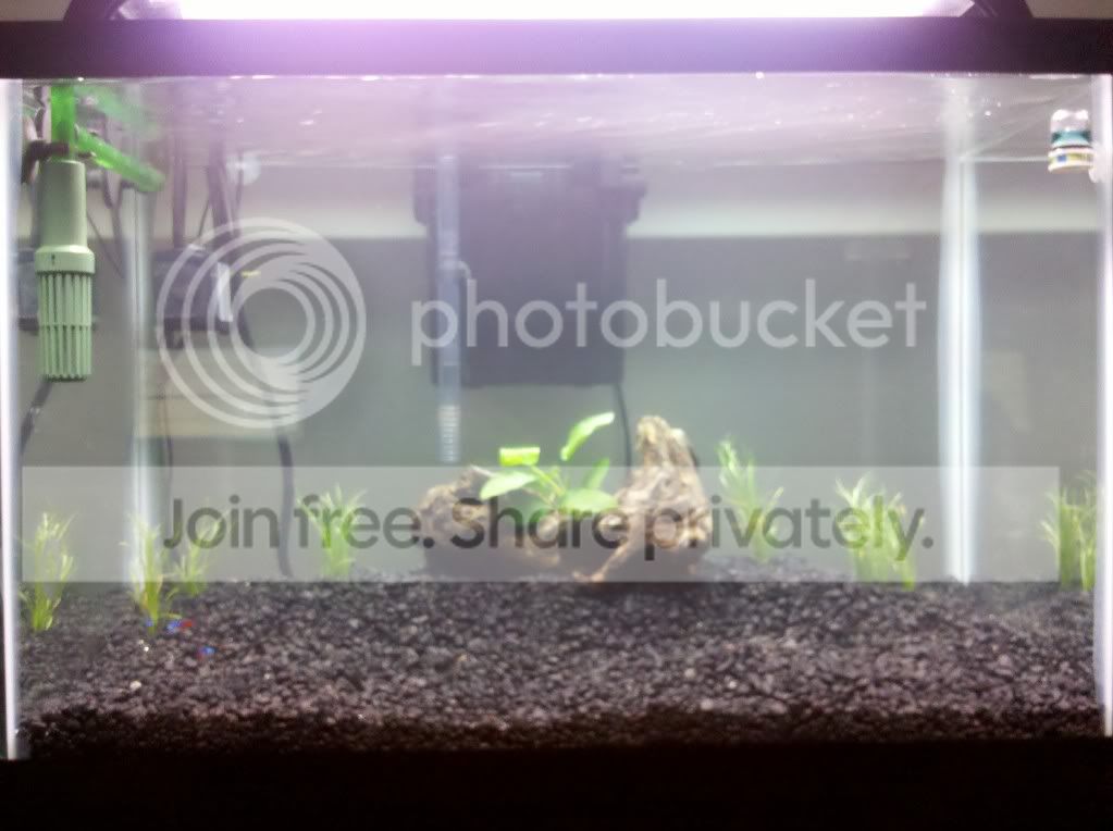 My ADA Style Iwagumi Tank (20G) *Scape added* | The Planted Tank Forum