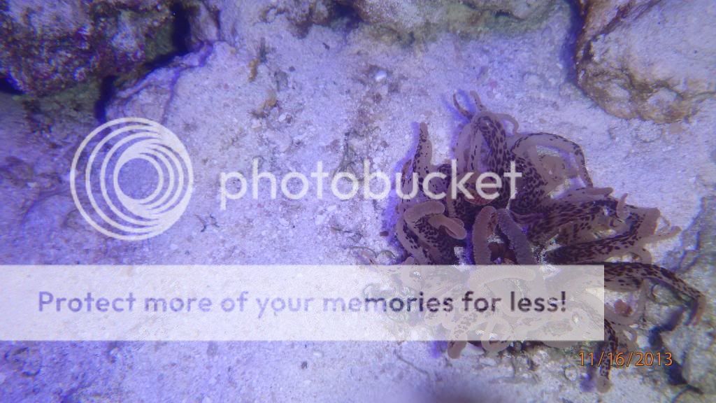 Octopus Long Tentacle Anemone - Reef Central Online Community